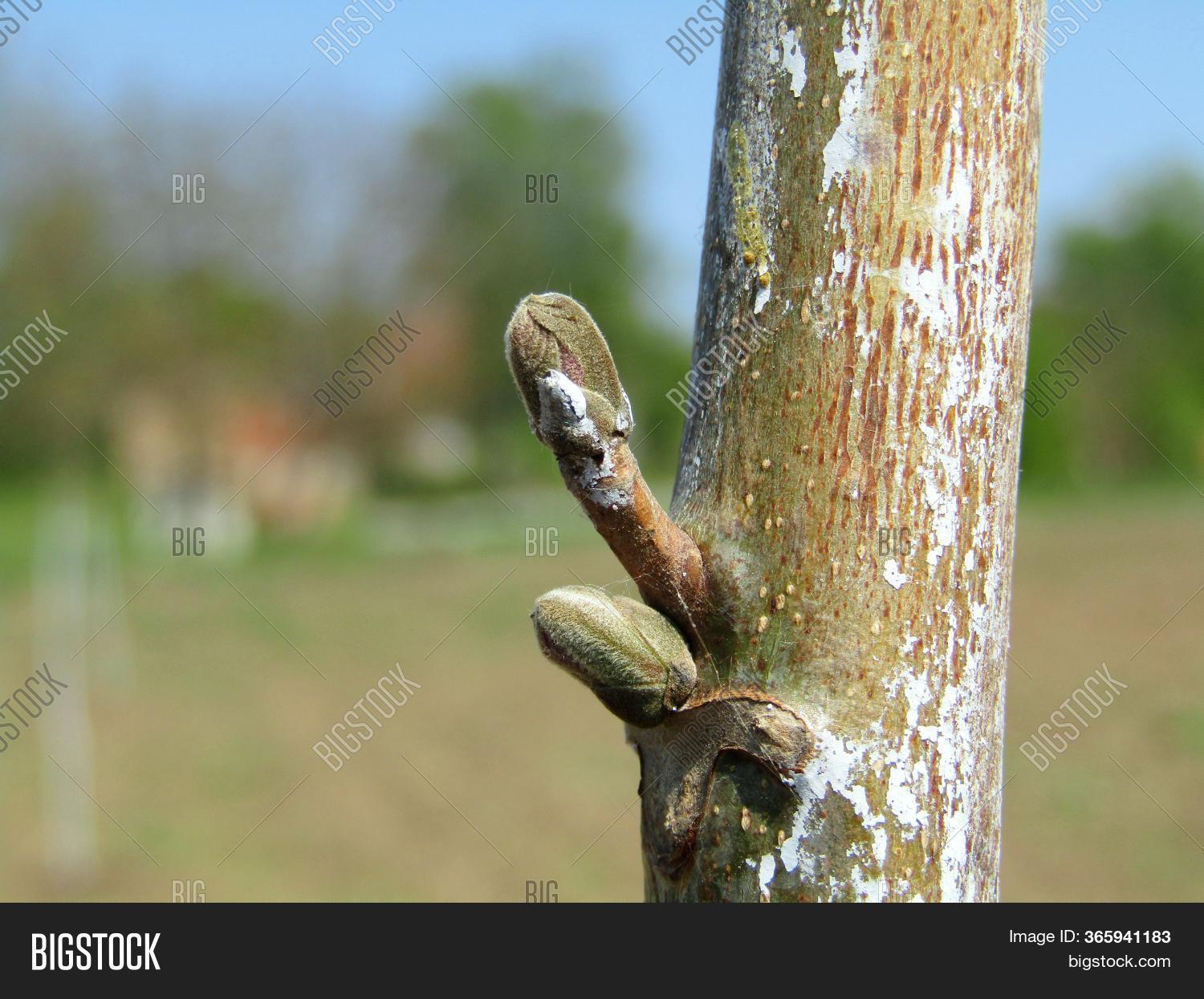 Shoots Buds Young Image & Photo (Free Trial) | Bigstock