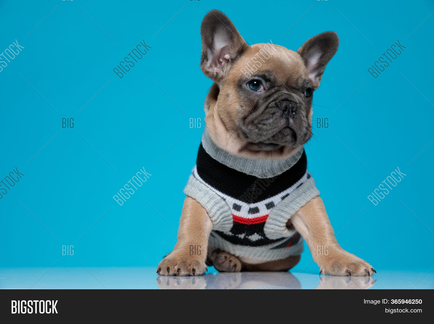 Cute Frenchie Wearing Image & Photo (Free Trial) | Bigstock
