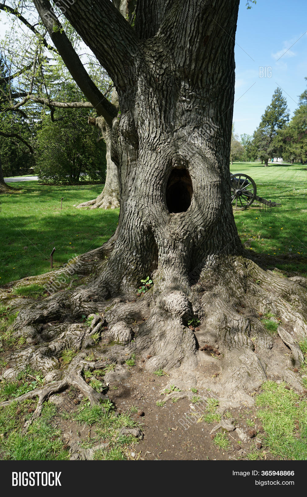 Tree Hole, Tree Hollow Image & Photo (Free Trial) | Bigstock
