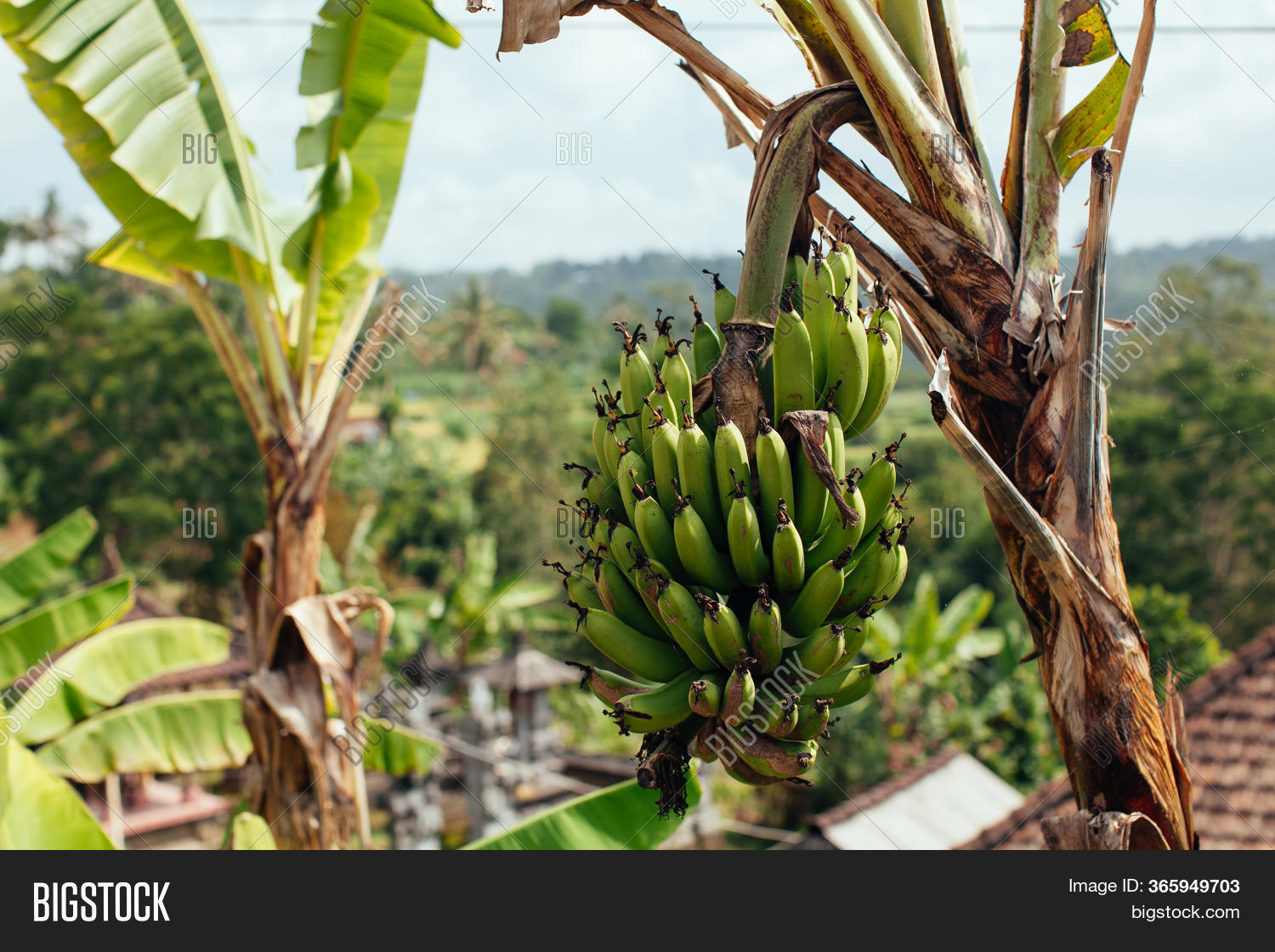 Banana Tree Bunch Image & Photo (Free Trial) | Bigstock