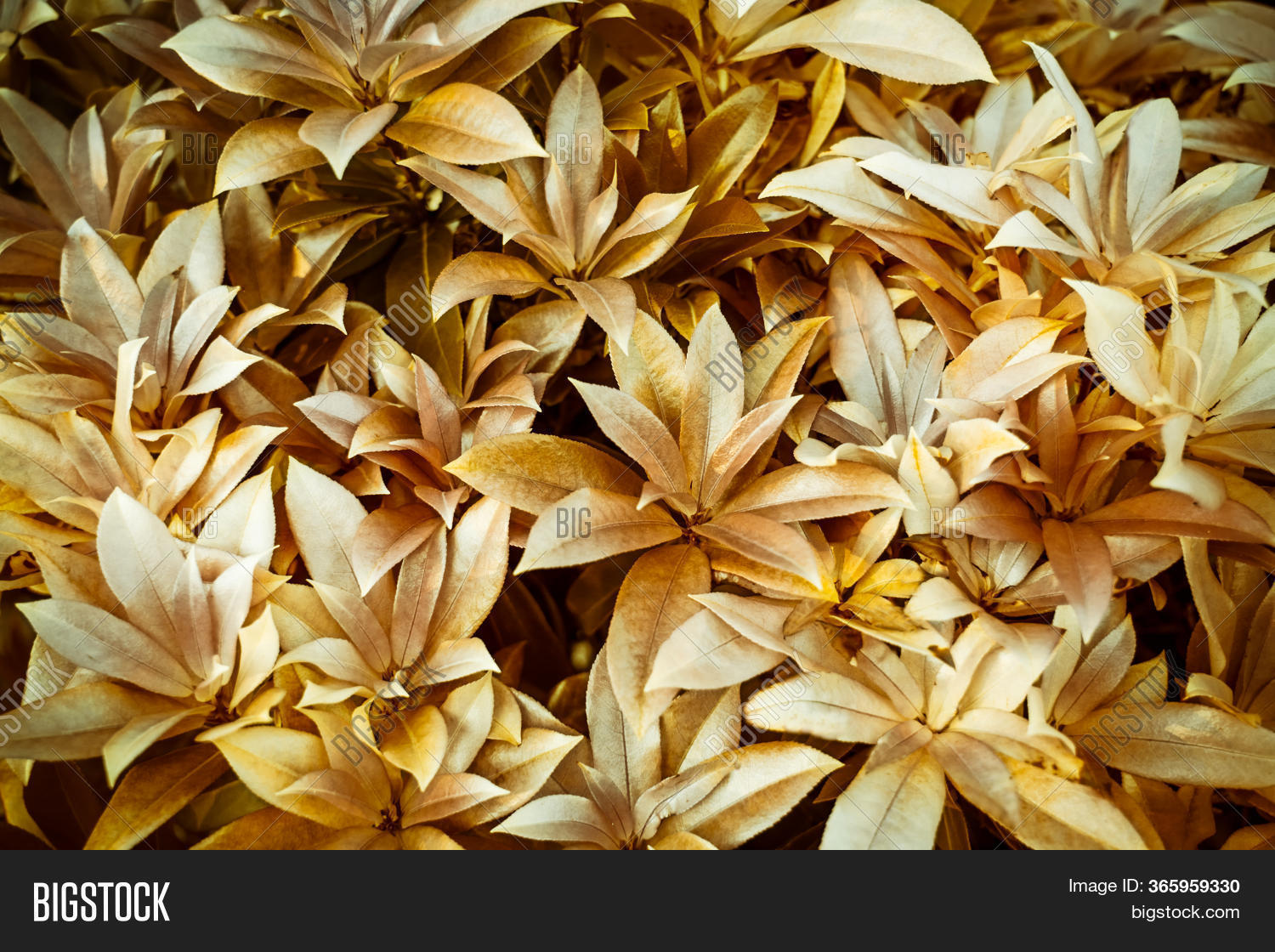 Golden Foliage Leaves Image & Photo (Free Trial) | Bigstock