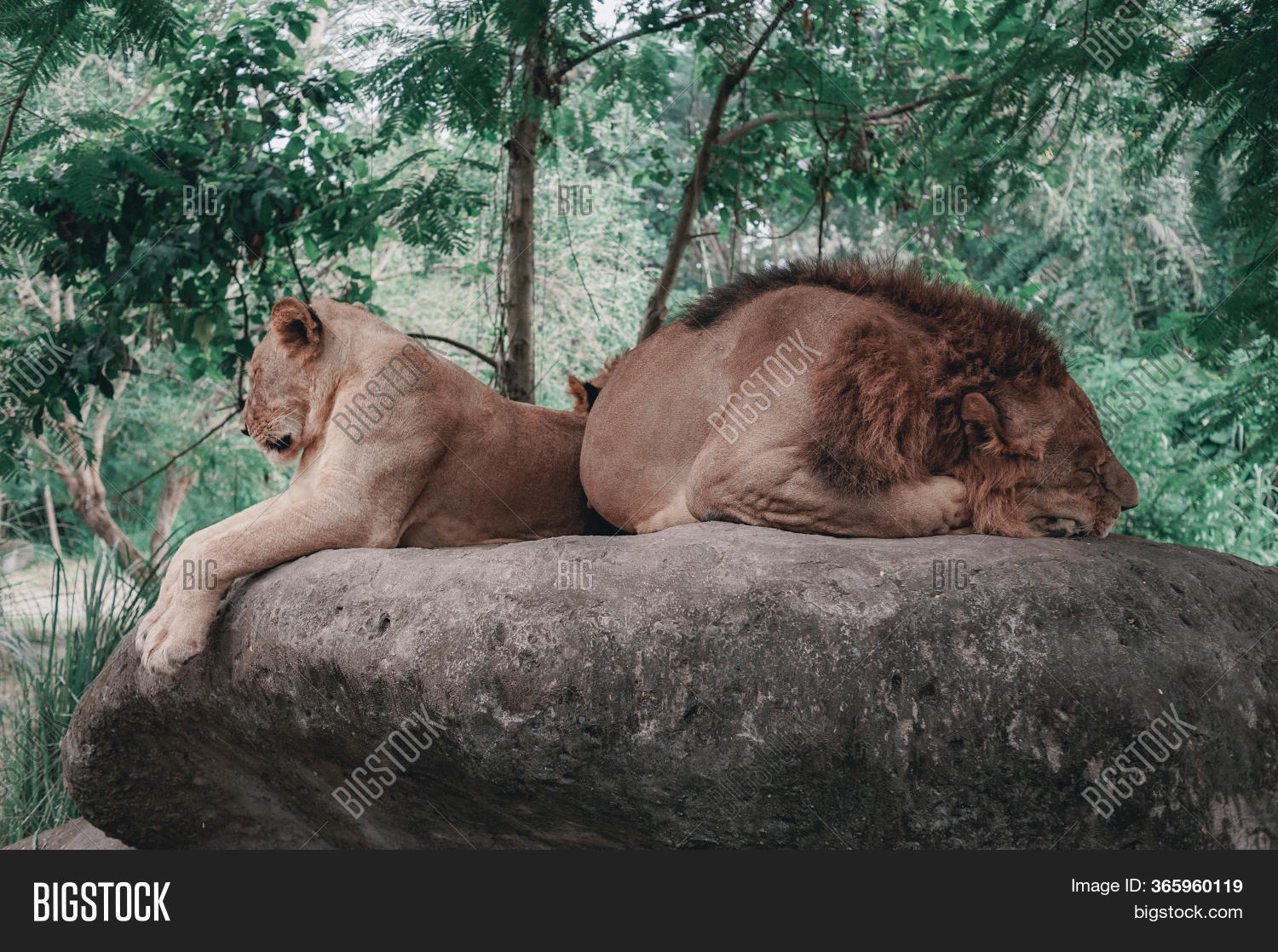 Pair Wild Lions Lies Image & Photo (Free Trial) | Bigstock