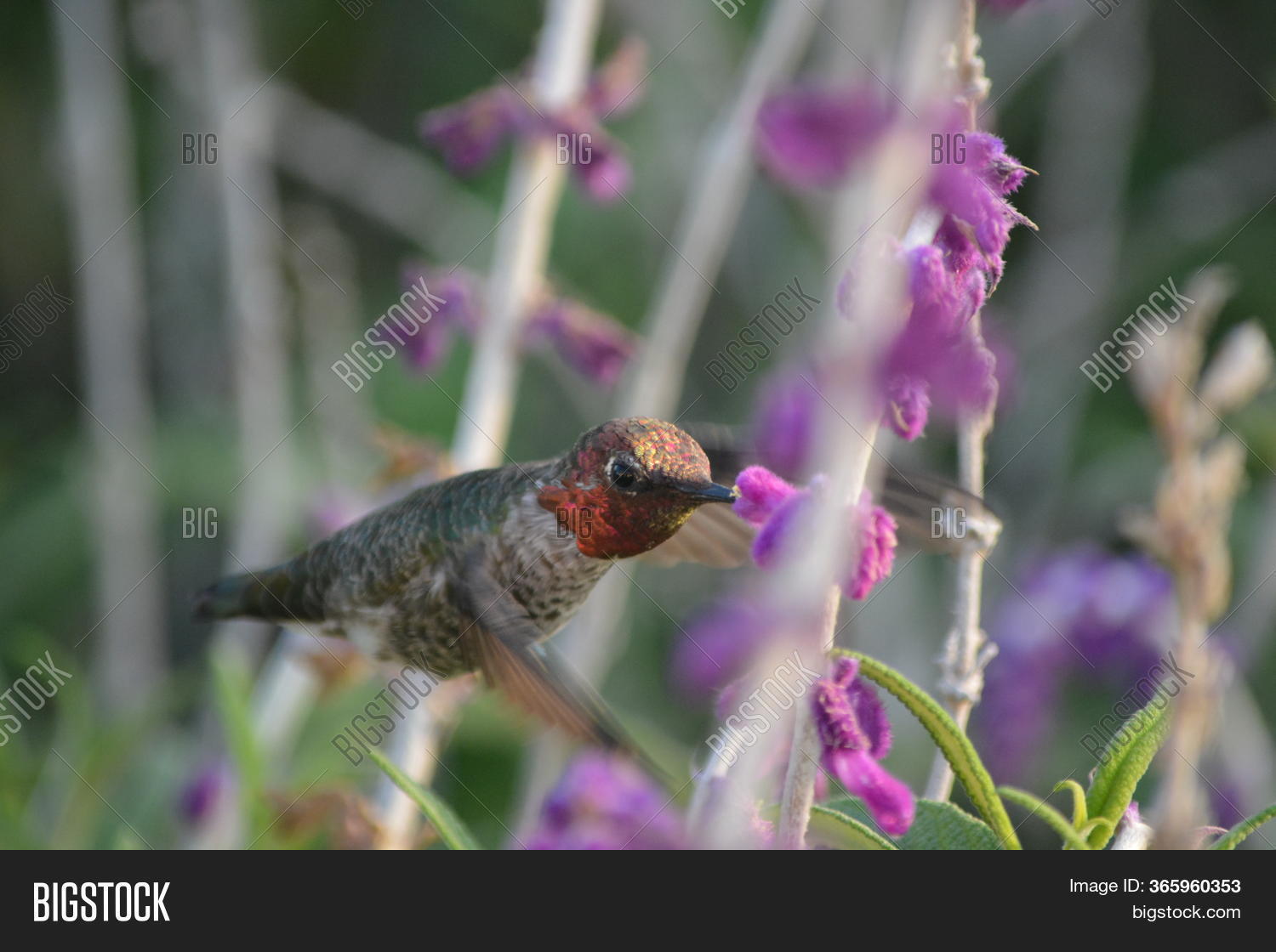 Hummingbird Eating Image & Photo (Free Trial) | Bigstock