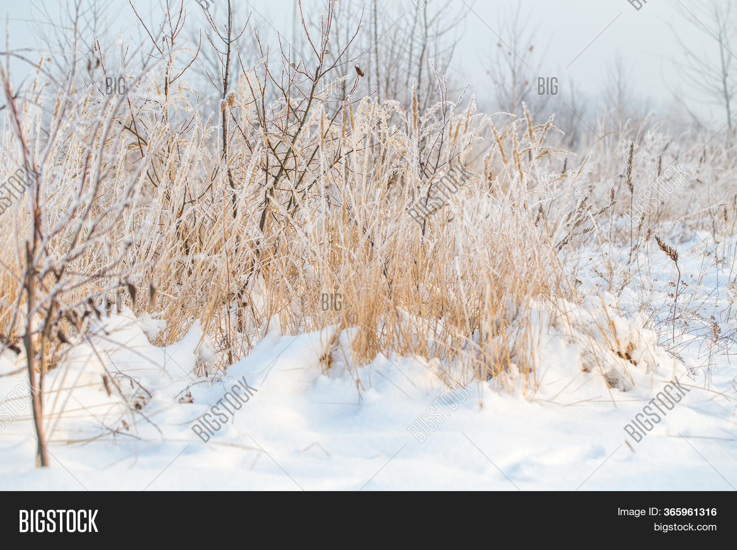 Frosty Winter Image & Photo (Free Trial) | Bigstock