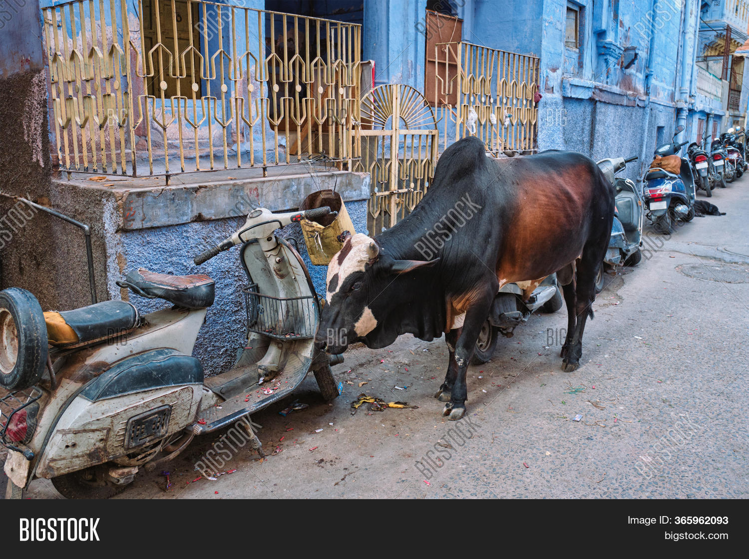 Cow Street India. Cow Image & Photo (Free Trial) | Bigstock