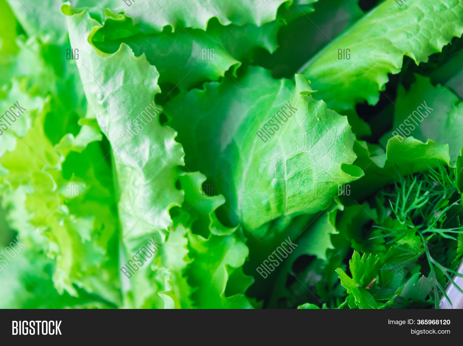 Mix Fresh Greens Image & Photo (Free Trial) | Bigstock