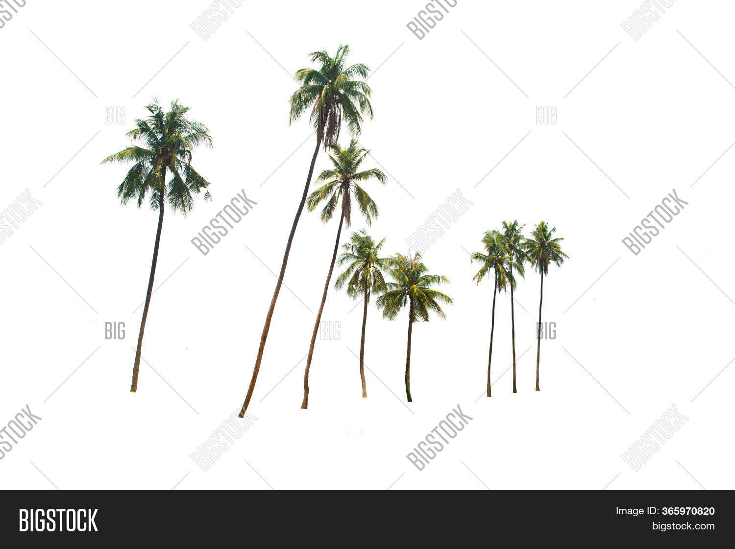 Group Coconut Tree On Image & Photo (Free Trial) | Bigstock