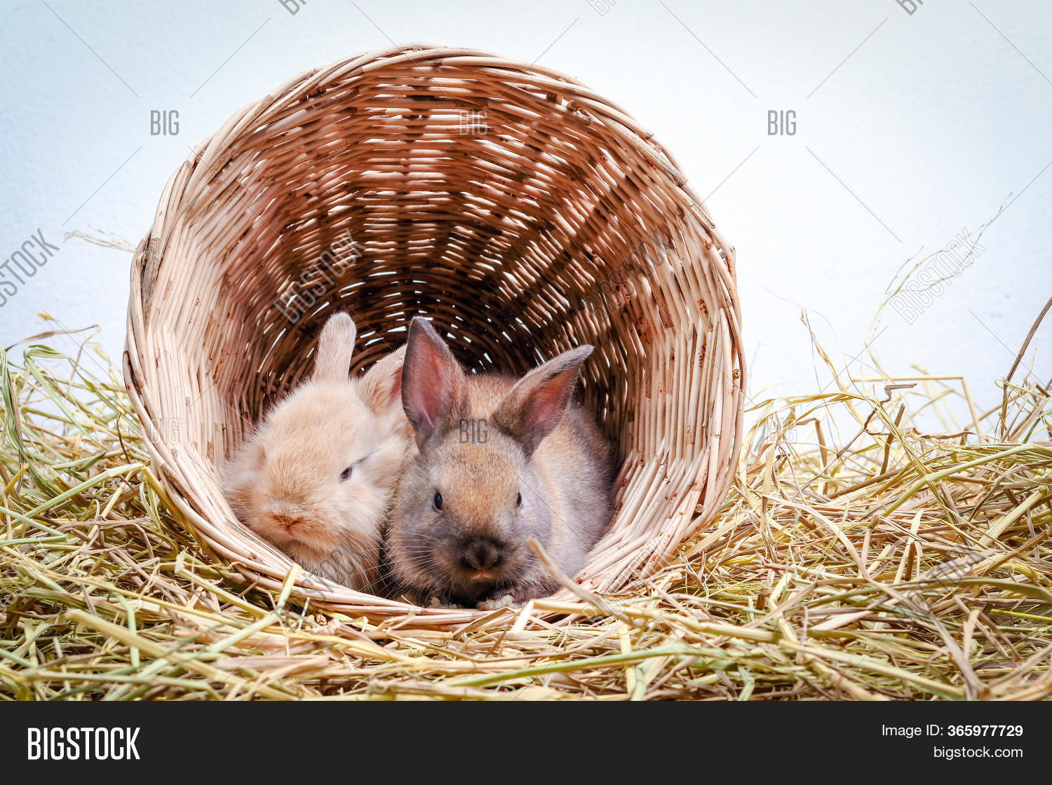 Two Cute Little Image & Photo (Free Trial) | Bigstock