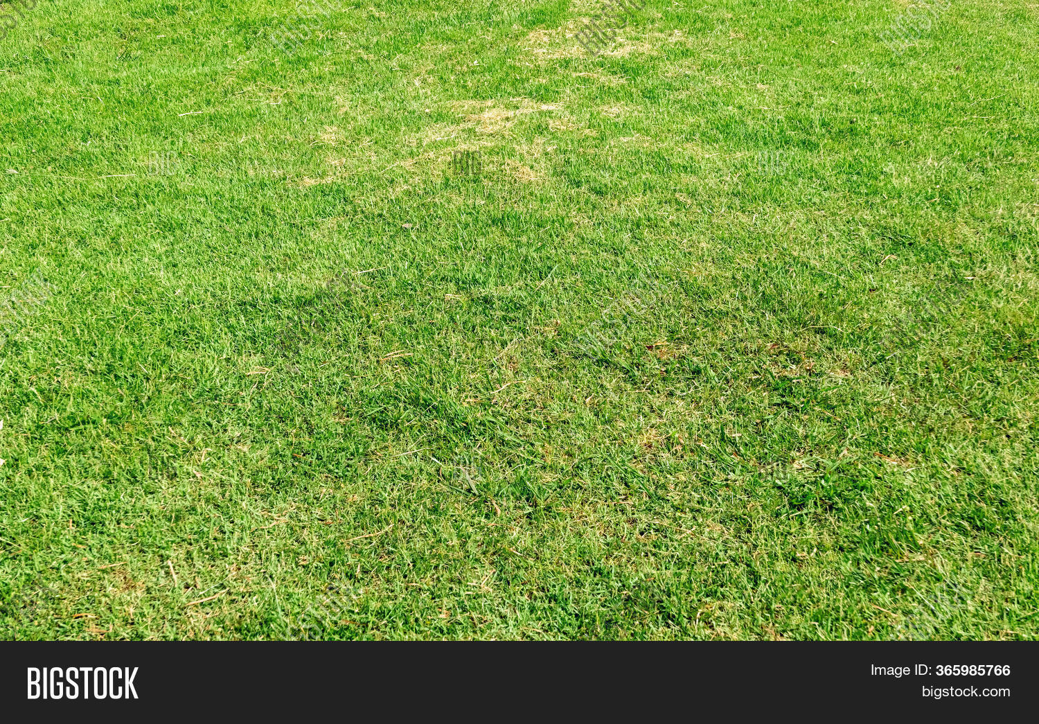 Green Grass Texture Image & Photo (Free Trial) | Bigstock