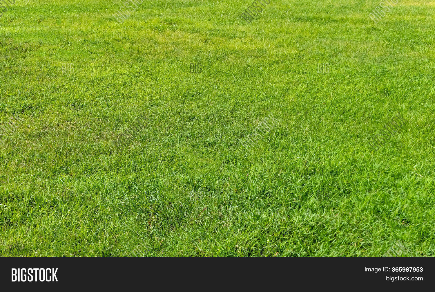 Green Grass Texture Image & Photo (Free Trial) | Bigstock