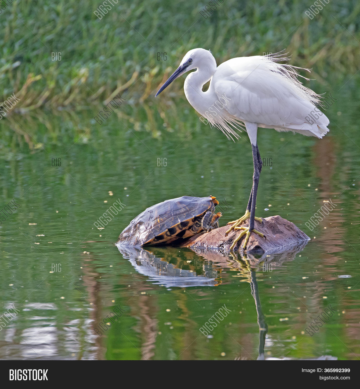 Tortoise Enjoying Sun Image & Photo (Free Trial) | Bigstock
