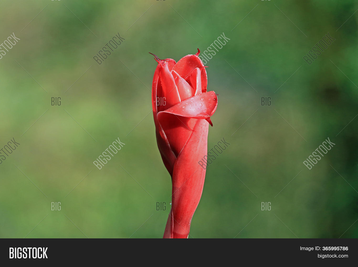 Bud Torch Ginger Image & Photo (Free Trial) | Bigstock