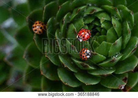 Three Red Ladybugs On Image & Photo (Free Trial) | Bigstock