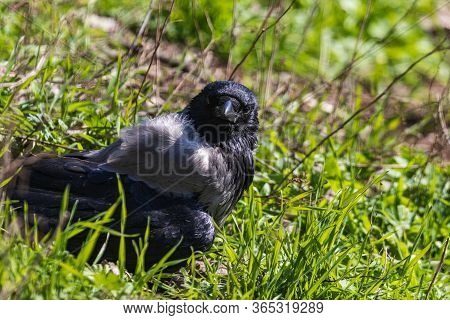 Young Crow Sitting Image & Photo (Free Trial) | Bigstock