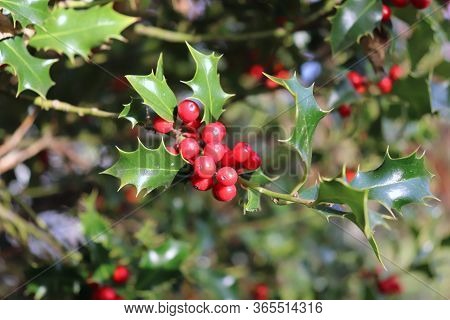Ilex, Holly, Genus Image & Photo (Free Trial) | Bigstock