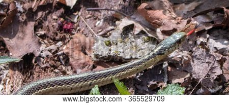 Garter Snake Coiled Image & Photo (Free Trial) | Bigstock
