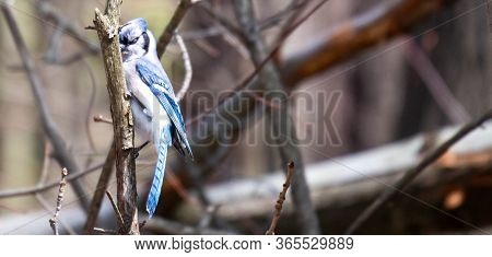 Blue Jay Perched On Image & Photo (Free Trial) | Bigstock