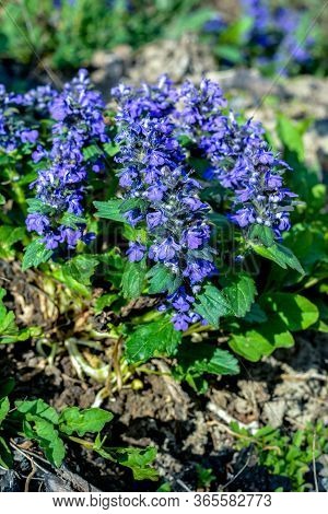 Ajuga Genevensis Stem Image & Photo (Free Trial) | Bigstock