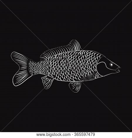 Carp Fish Vector & Photo (Free Trial) | Bigstock