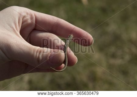 Hand Holds Tailed Image & Photo (Free Trial) | Bigstock