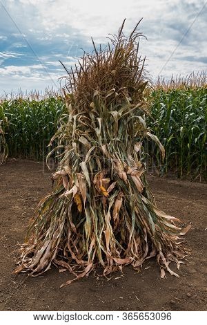 Corn Stalk Bundle Image & Photo (Free Trial) | Bigstock