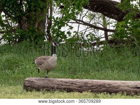 Banded Goose Stands On Image & Photo (Free Trial) | Bigstock