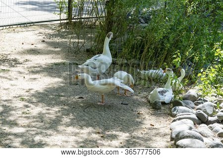 Domestic Geese Pen. Image & Photo (Free Trial) | Bigstock