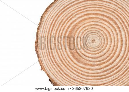 Wooden Tree Cut Image & Photo (Free Trial) | Bigstock