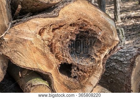 Tree Trunk Sickness Image & Photo (Free Trial) | Bigstock