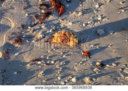Tulip Shell Egg Case Image & Photo (Free Trial) | Bigstock
