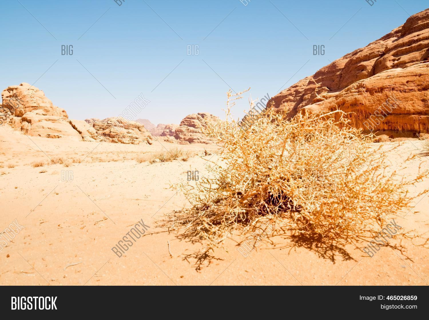 Plants Dry Wadi Rum Image & Photo (Free Trial) | Bigstock