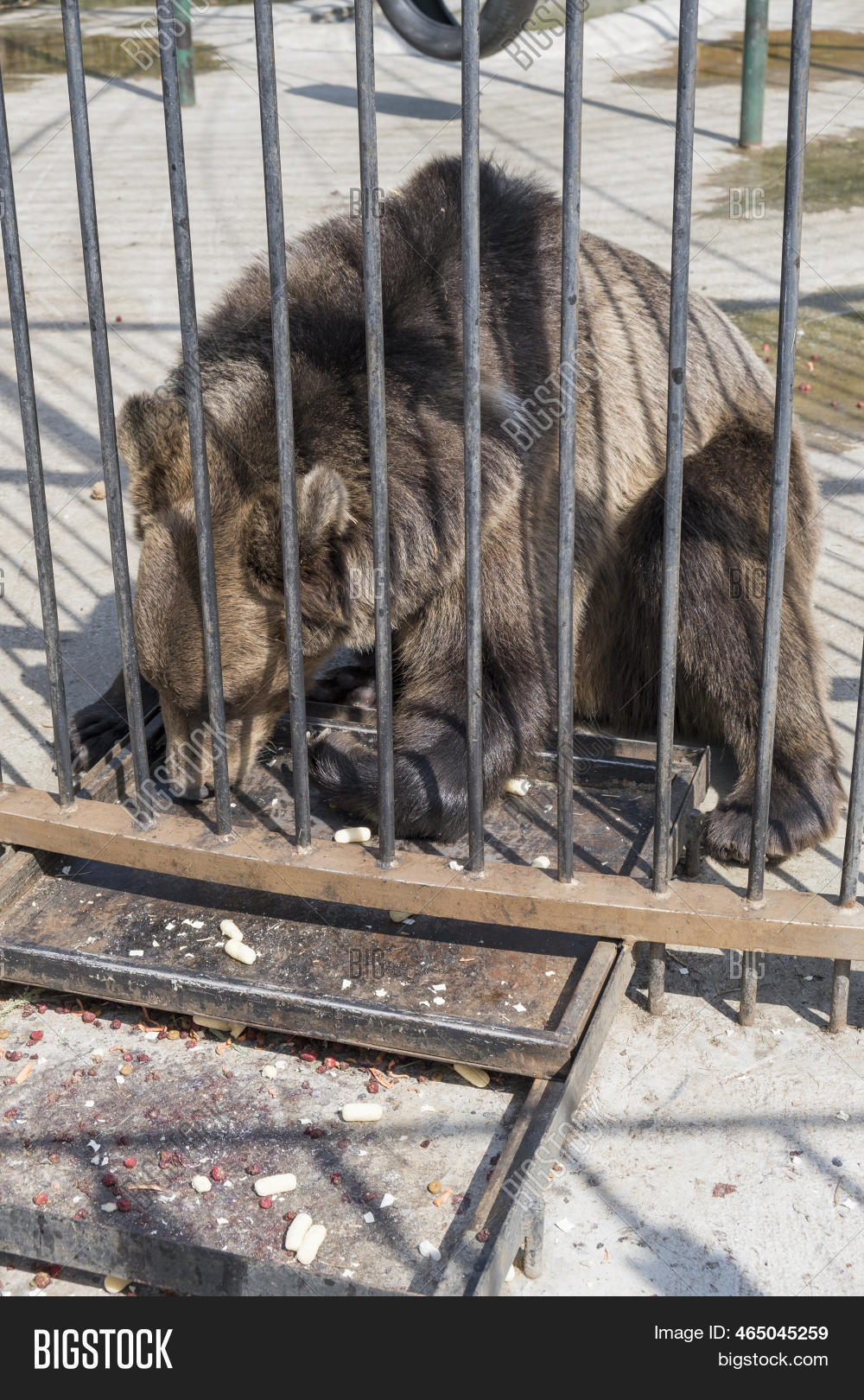 Poor Brown Bear Living Image & Photo (Free Trial) | Bigstock