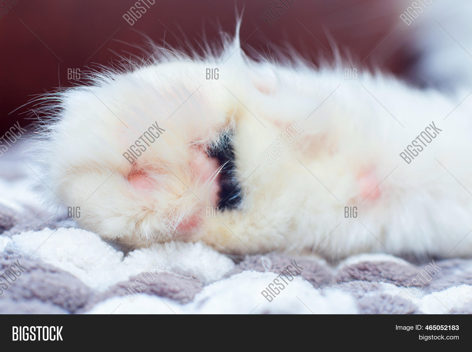 Fluffy Cat Paw Close Image And Photo Free Trial Bigstock