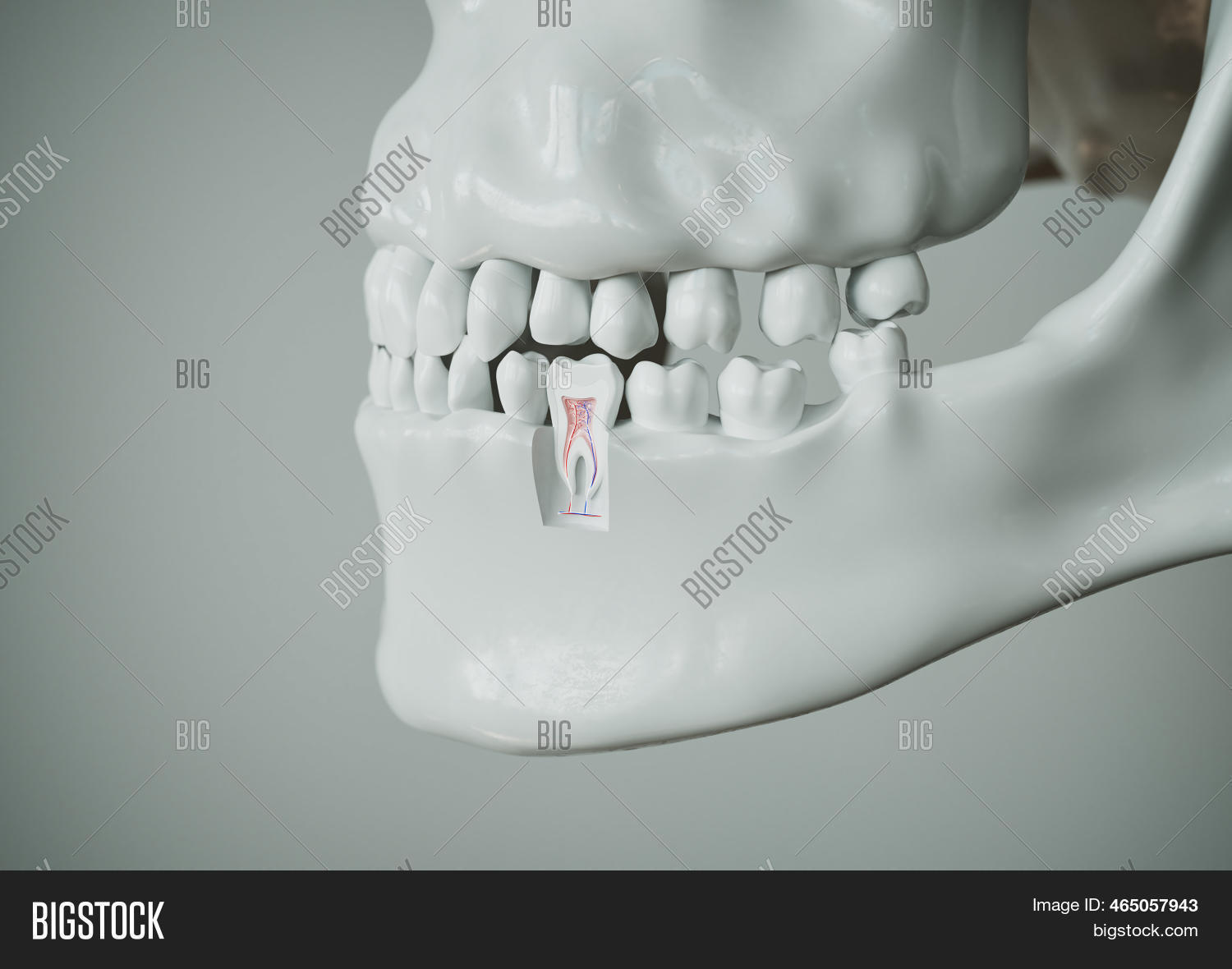Anatomy Tooth Complete Image & Photo (Free Trial) | Bigstock