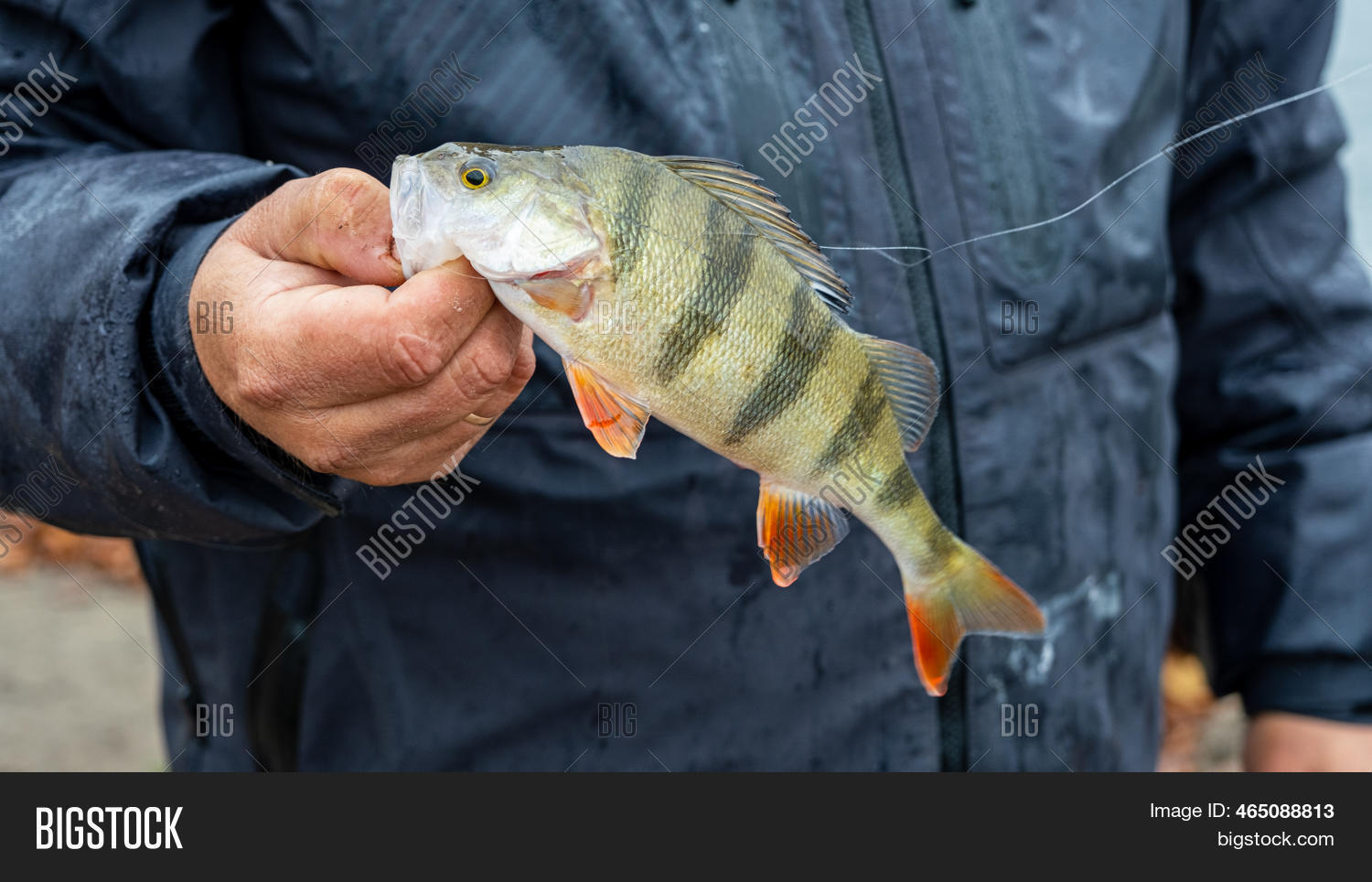 Caught Fish Hand Image & Photo (Free Trial) | Bigstock