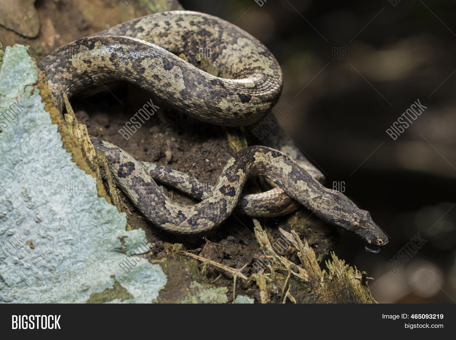Indonesian Tree Boa Image & Photo (Free Trial) | Bigstock