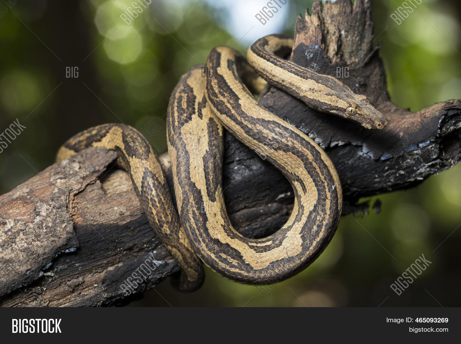 Indonesian Tree Boa Image & Photo (Free Trial) | Bigstock