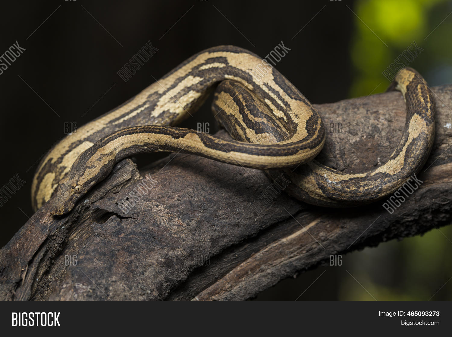 Indonesian Tree Boa Image & Photo (Free Trial) | Bigstock