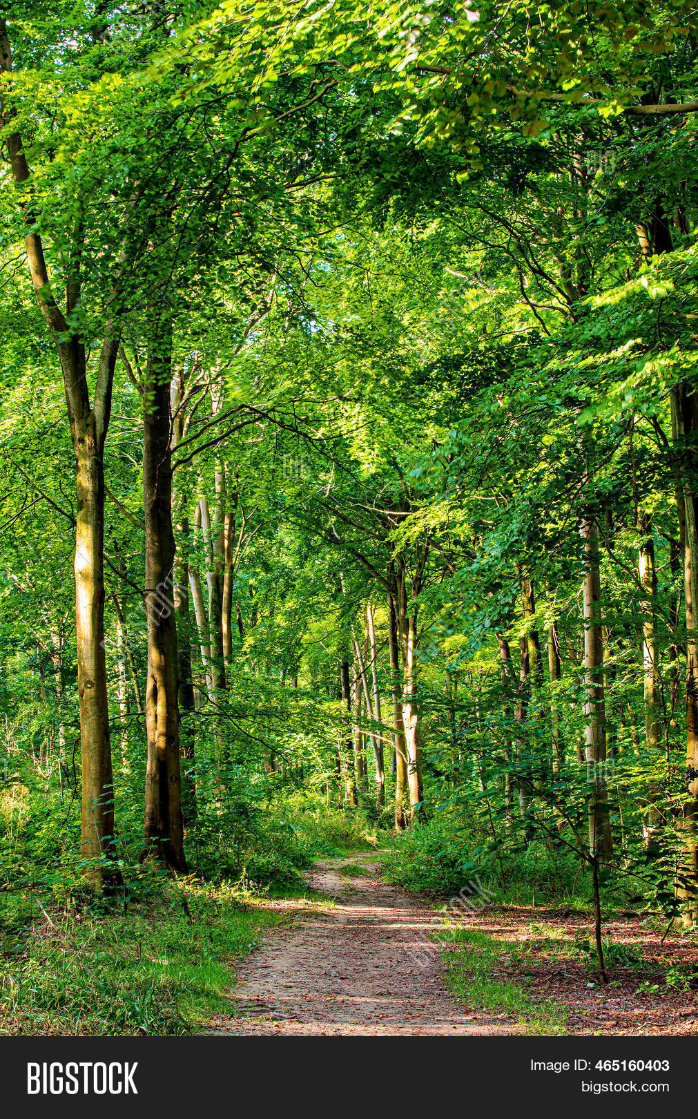 Summer Walk Along Image & Photo (Free Trial) | Bigstock