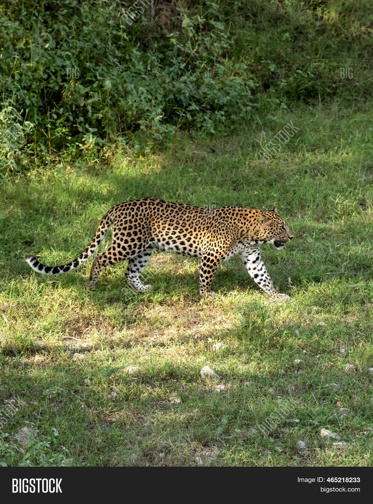 Indian Wild Male Image & Photo (Free Trial) | Bigstock