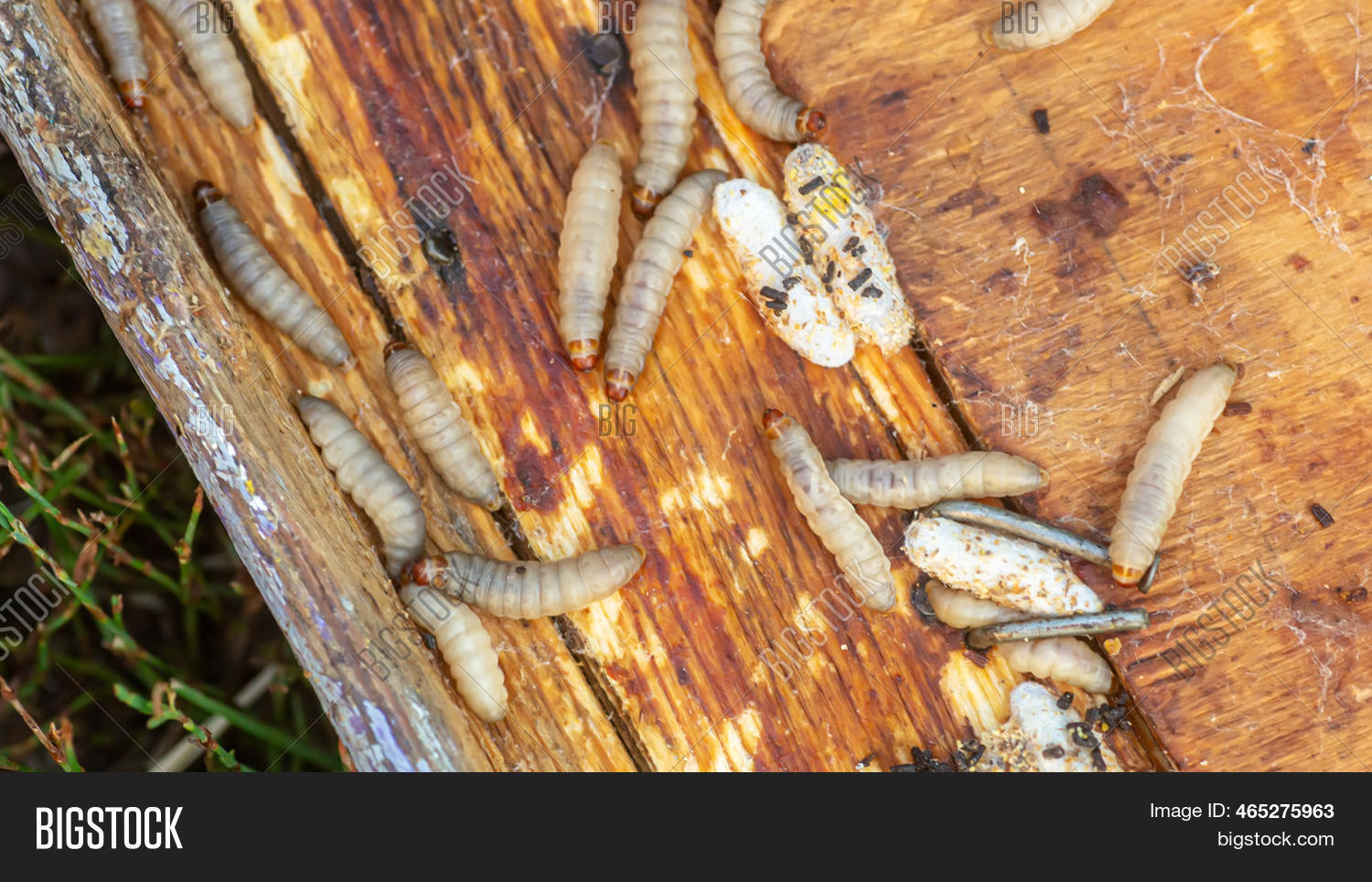 Fully-grown Larvae Image & Photo (Free Trial) | Bigstock