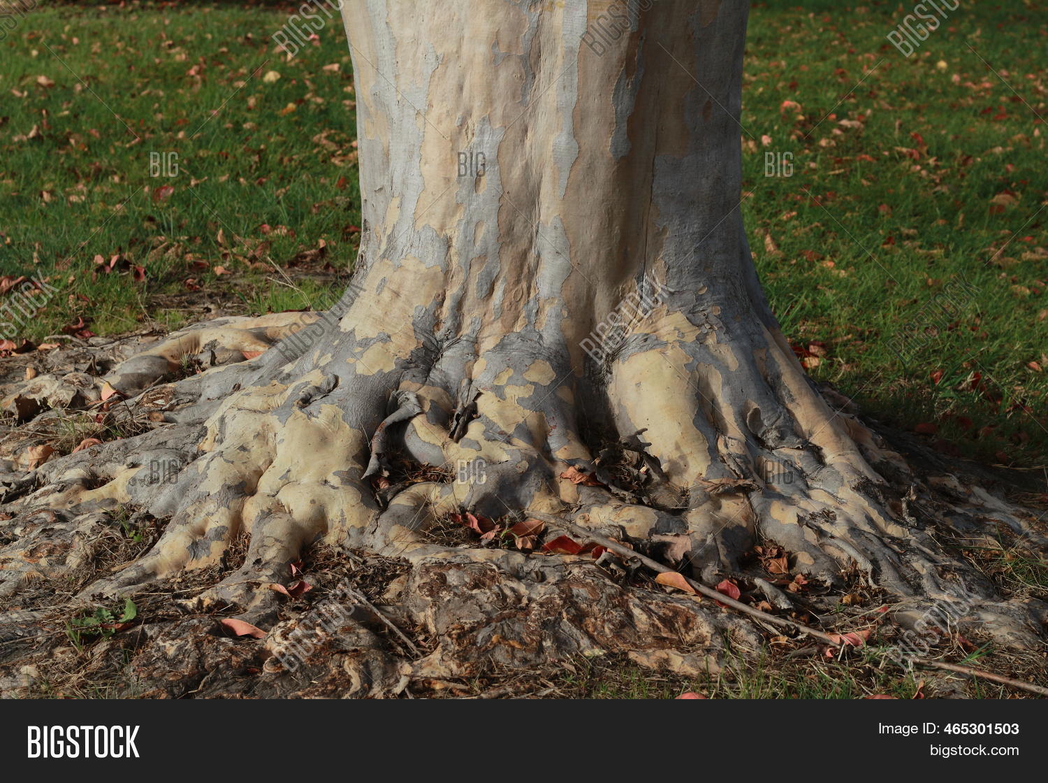 Old Sycamore Tree Image & Photo (Free Trial) | Bigstock