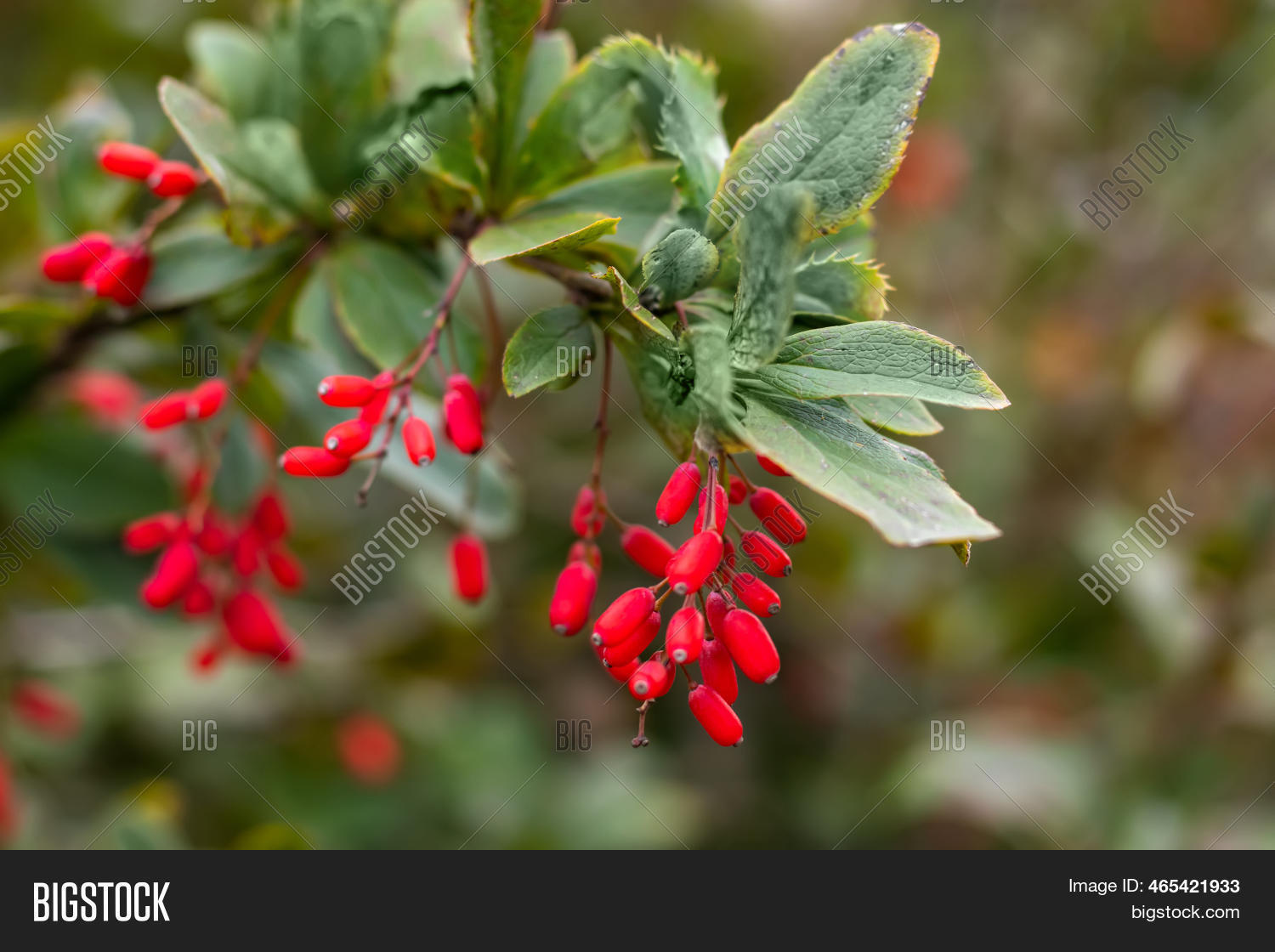 Barberry. Beautiful Image & Photo (Free Trial) | Bigstock