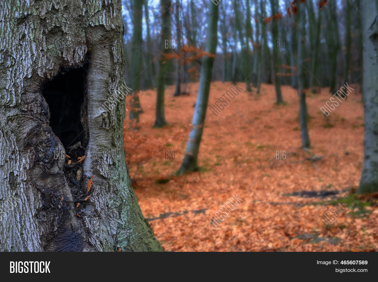 Tree Hollow On Image & Photo (Free Trial) | Bigstock
