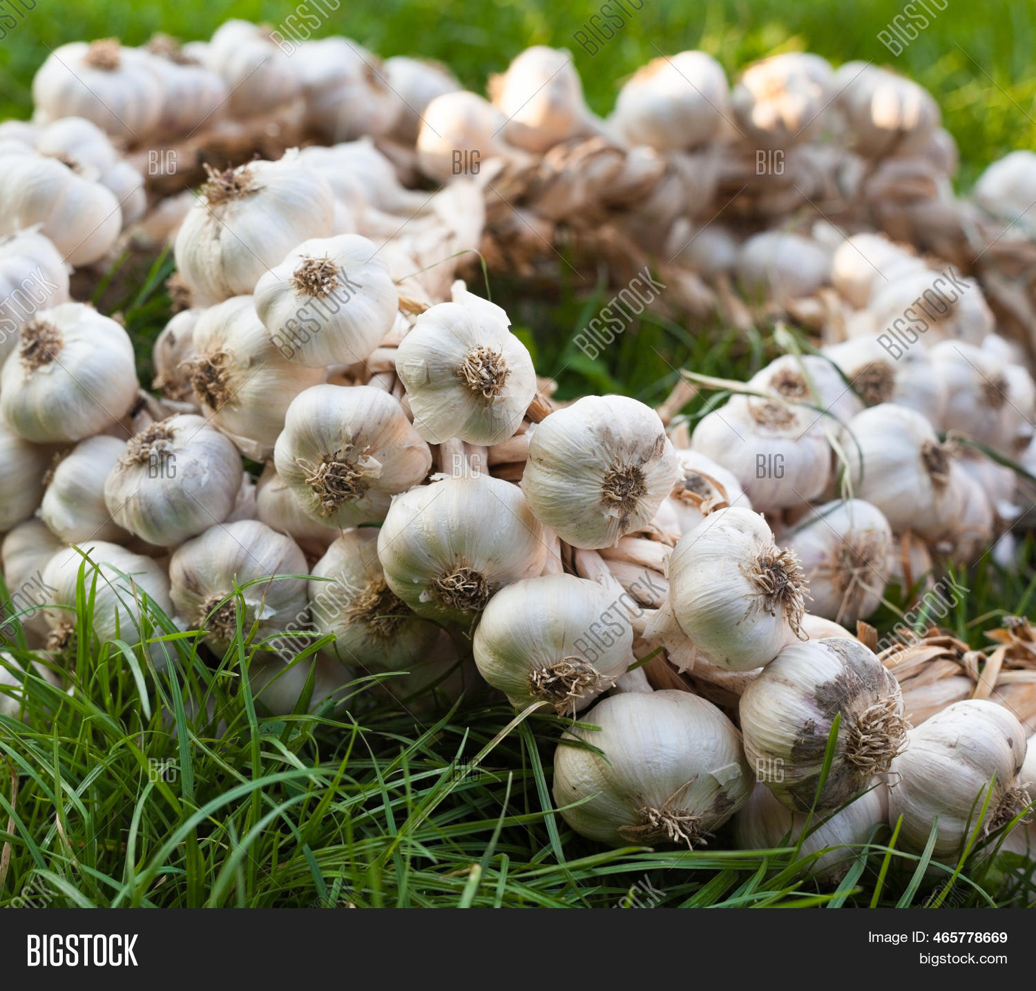 Garlic Wreaths. Image & Photo (Free Trial) | Bigstock