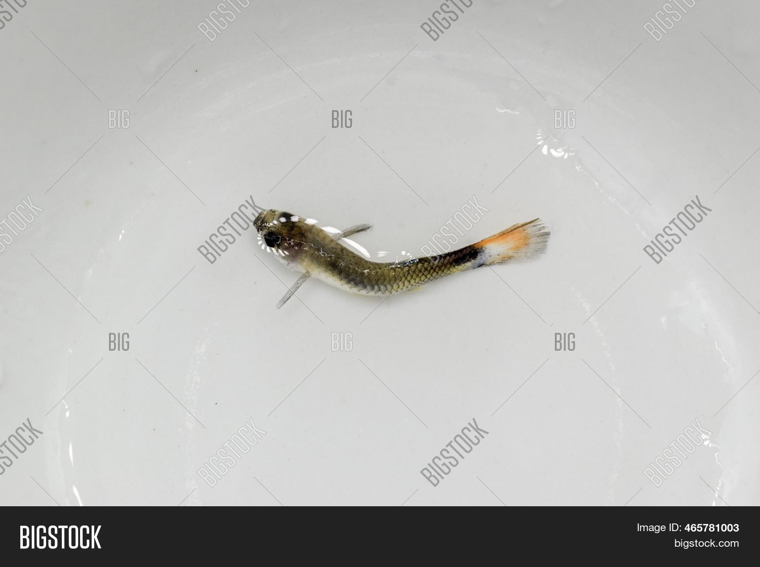 Guppy Fish Died Due Image & Photo (Free Trial) | Bigstock