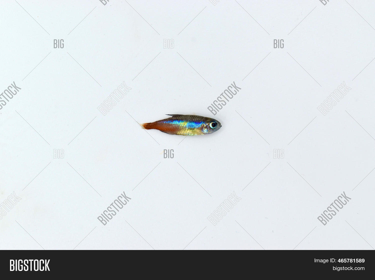 Neon Tetra Fish Died Image & Photo (Free Trial) | Bigstock