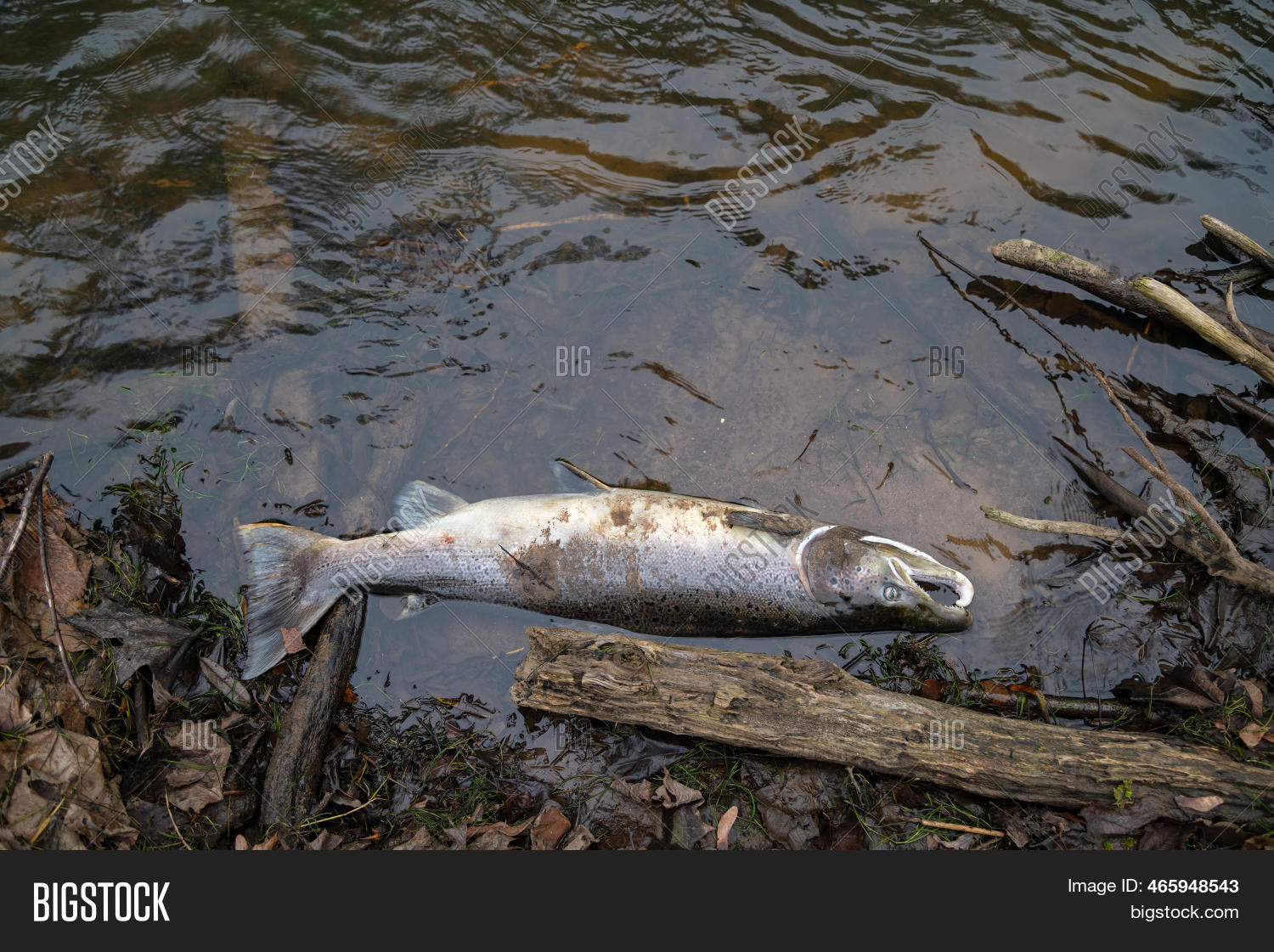 Large Atlantic Salmon Image & Photo (Free Trial) | Bigstock