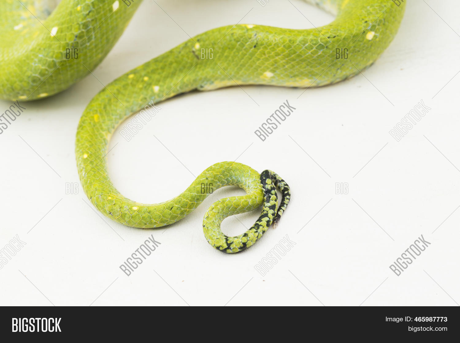 Green Tree Python Image & Photo (Free Trial) | Bigstock