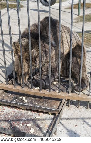 Poor Brown Bear Living Image & Photo (Free Trial) | Bigstock